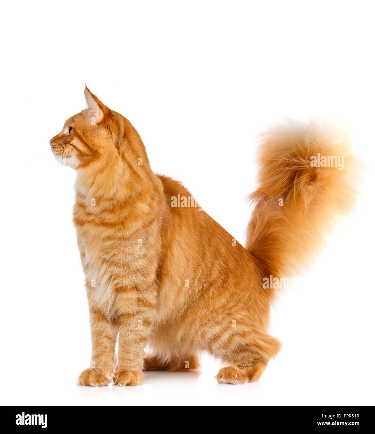 Mainecoon thoroughbred cat on a white background. Purebred cat. Well ...