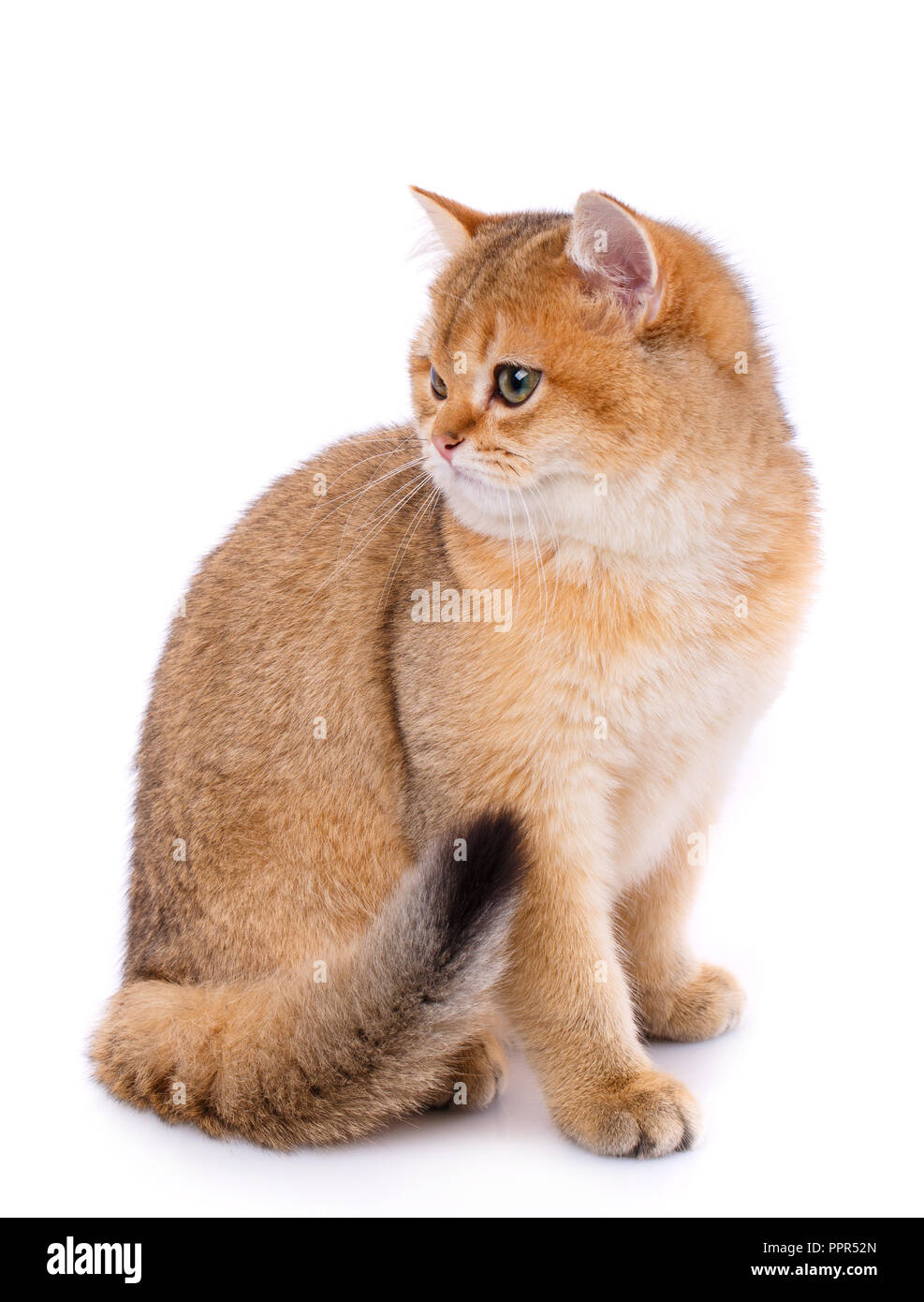Scotch cat Cut Out Stock Images & Pictures - Alamy
