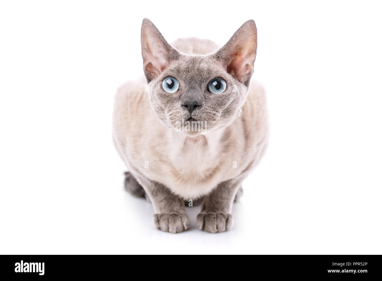 Animal portrait devon rex Cut Out Stock Images & Pictures - Alamy