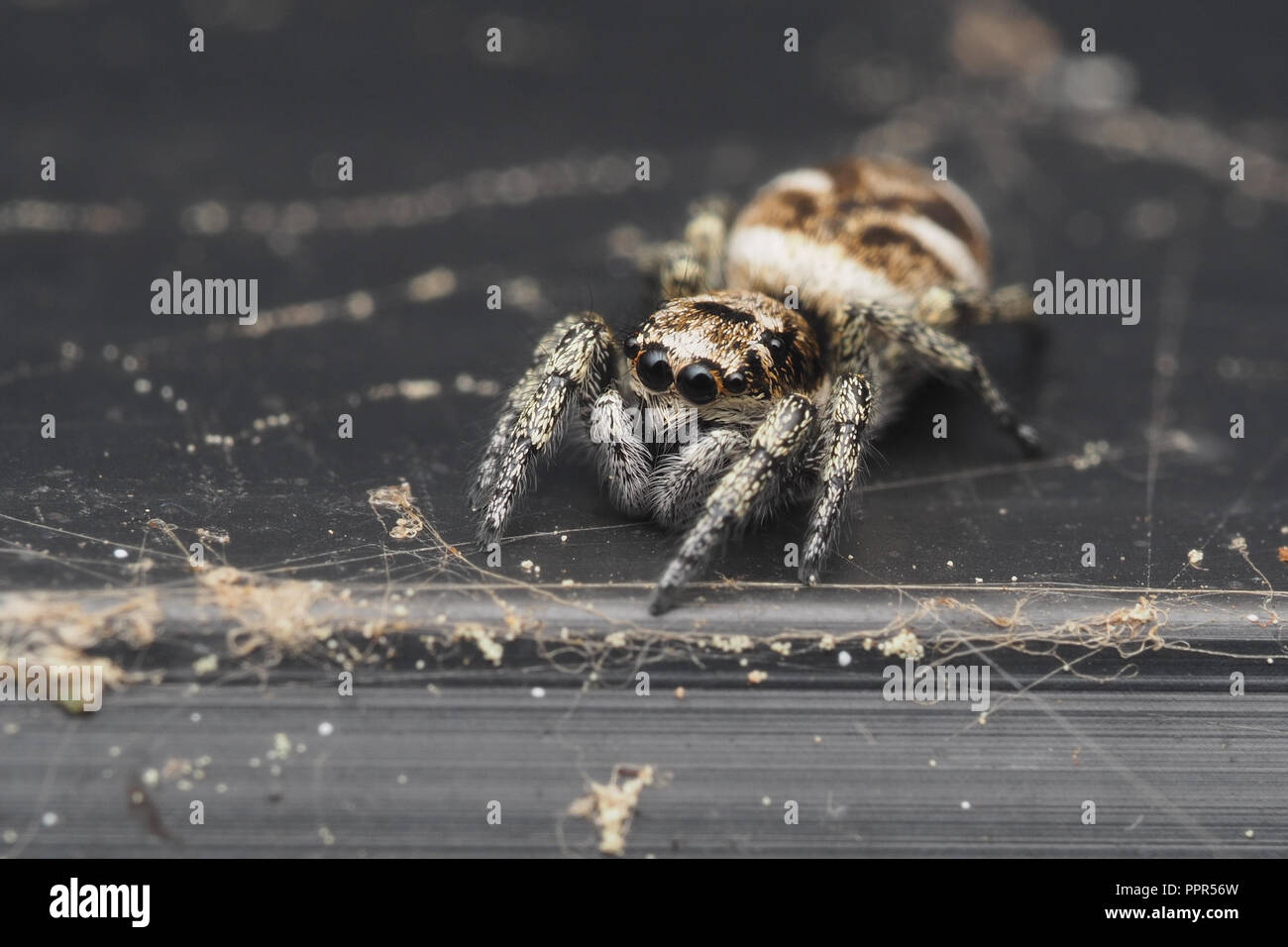 Zebra Jumping spider (Salticus scenicus) resting on shed roof ...