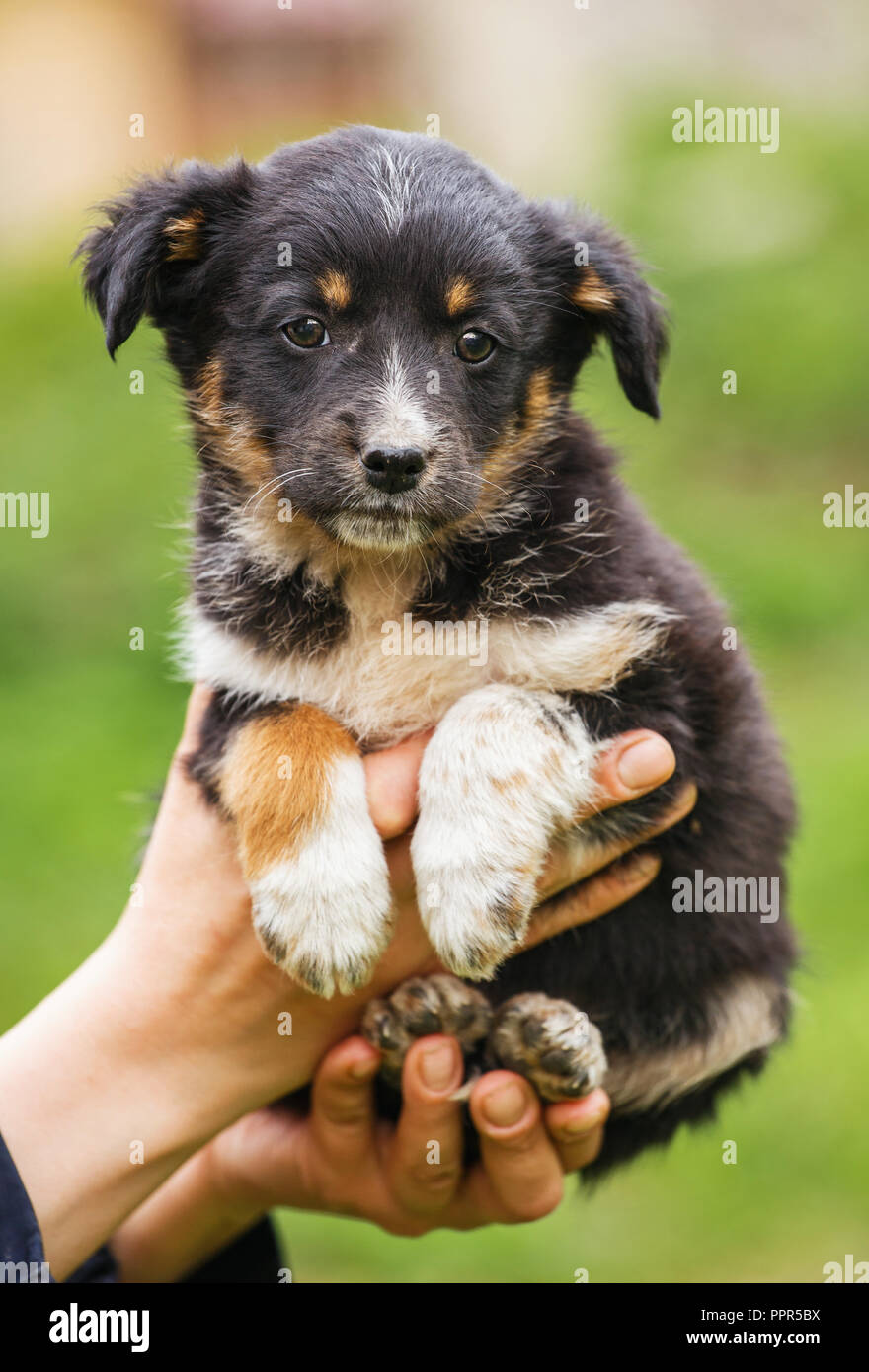 A female veterinarian helps a stray dog. Help for homeless animals ...