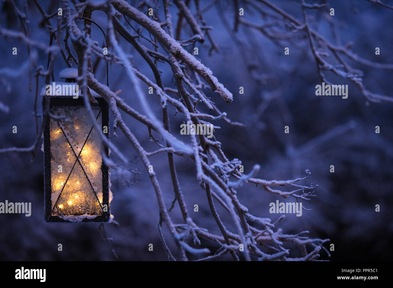 Lantern with Christmas lights hanging in tree branch Stock Photo - Alamy