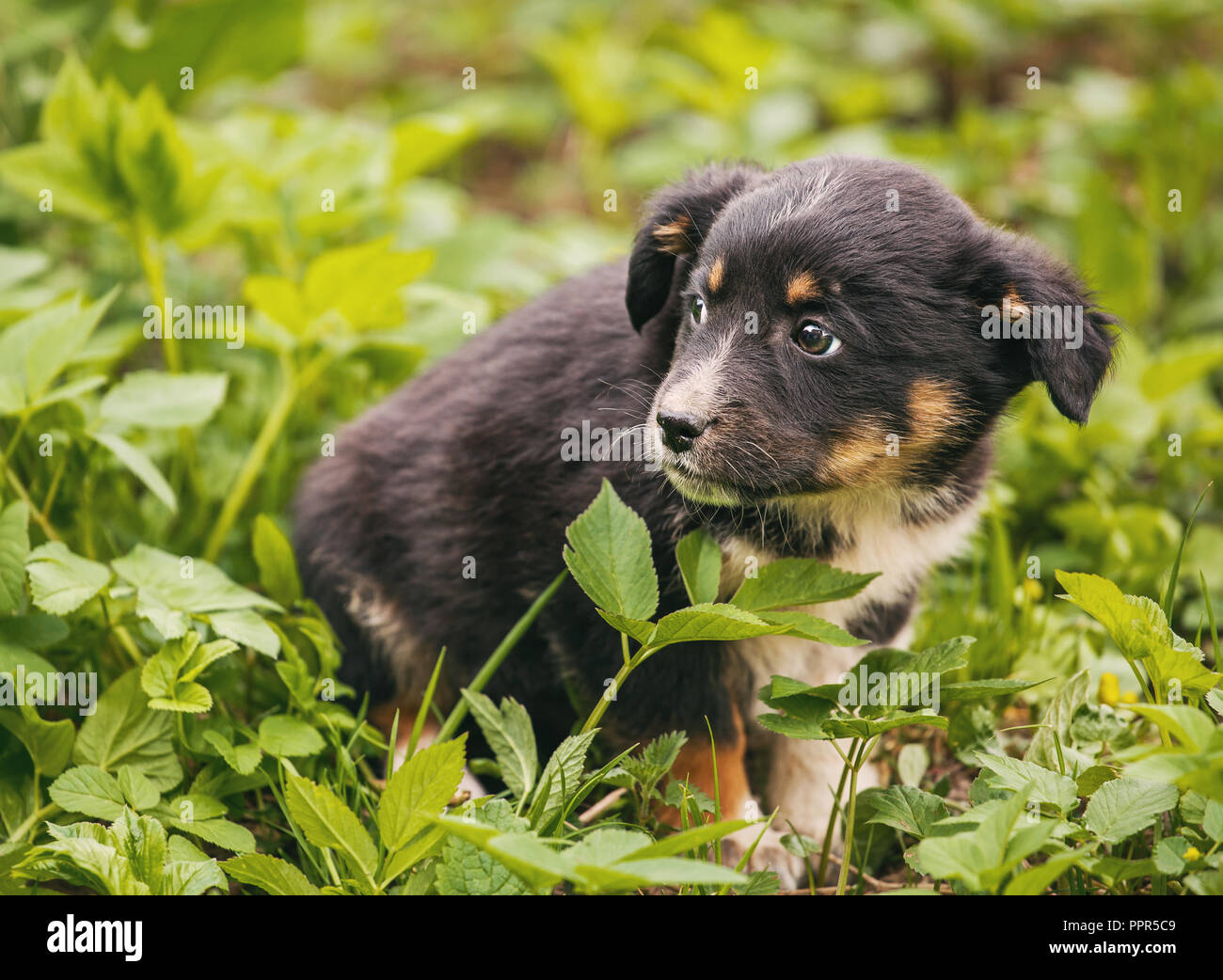 A frightened homeless dog on the street. A dog is afraid of a person ...