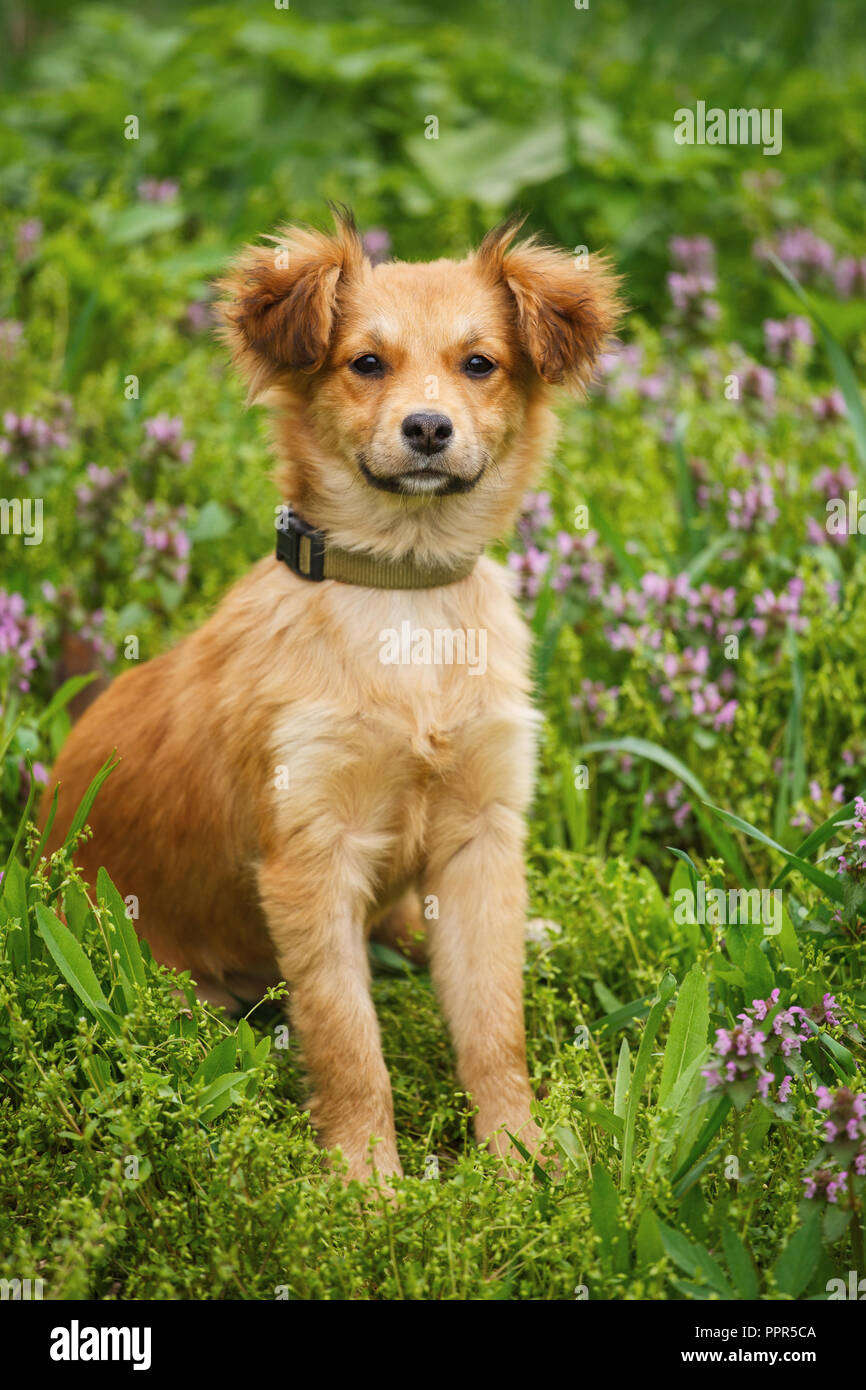Happy little orange puppy dog is sitting in the grass Stock Photo - Alamy