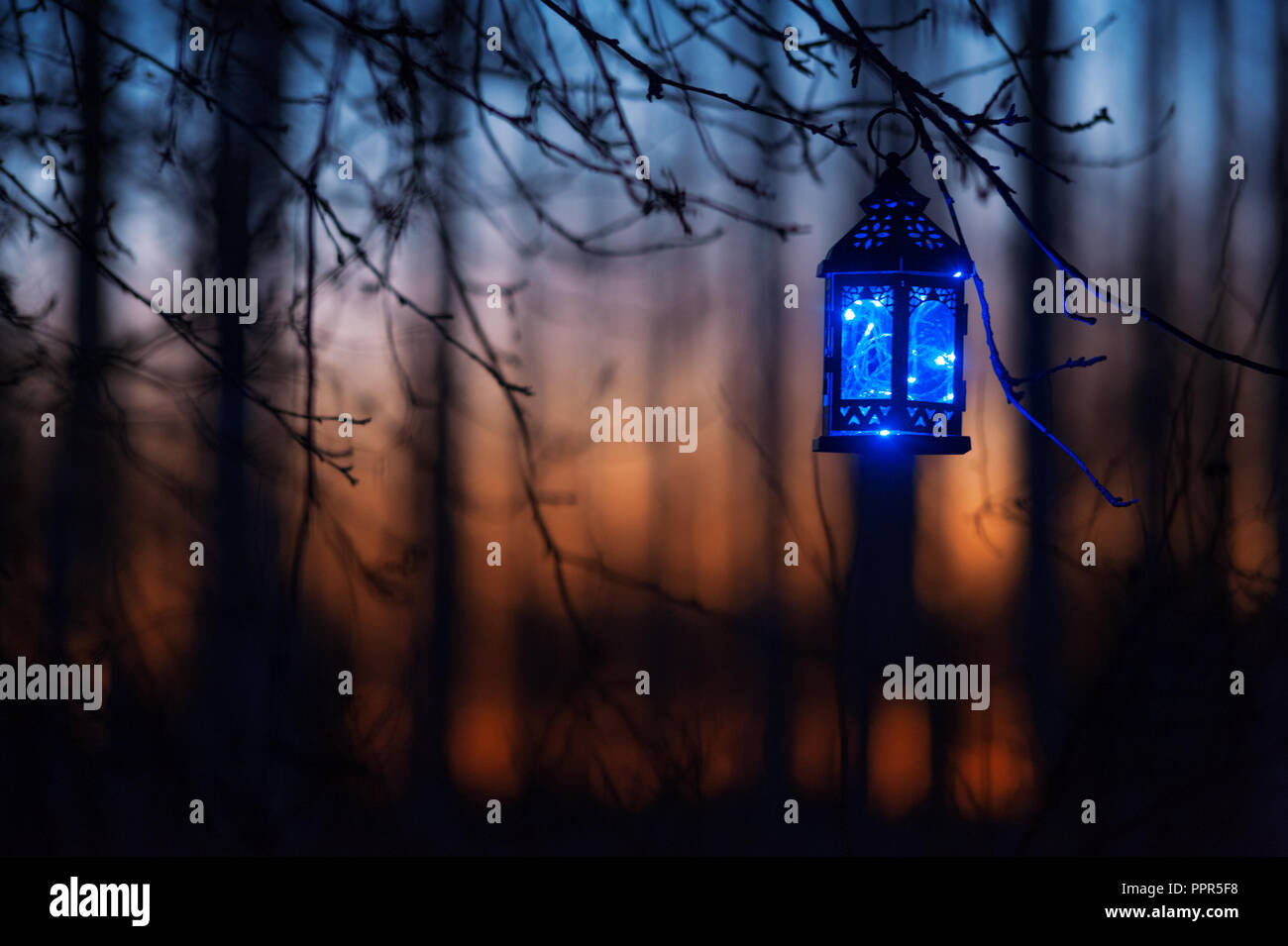 Lantern with blue Christmas lights hanging in tree branch. Blurred twilight forest in the ...