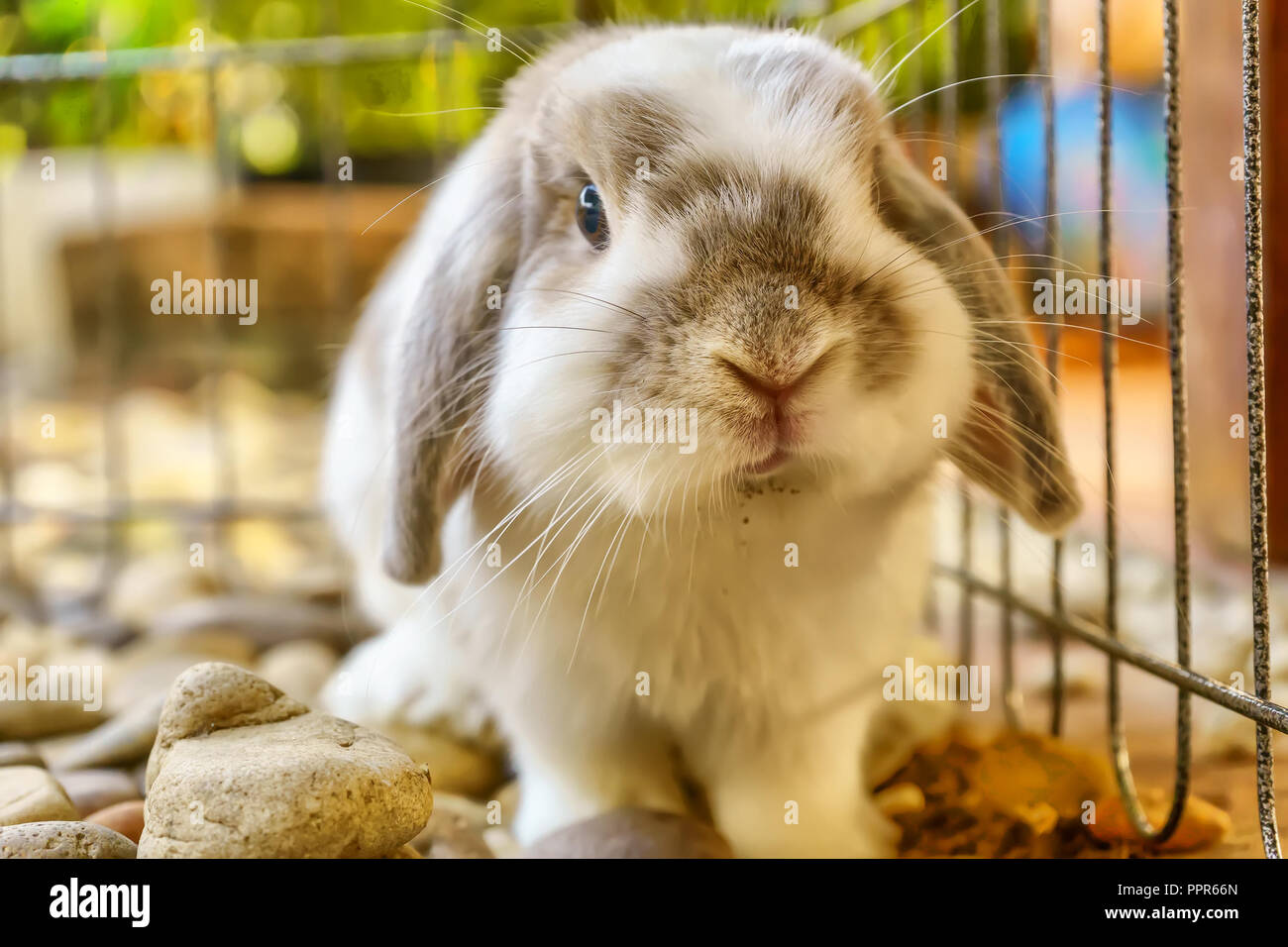 The rabbit are sitting in the rock gardens Stock Photo - Alamy