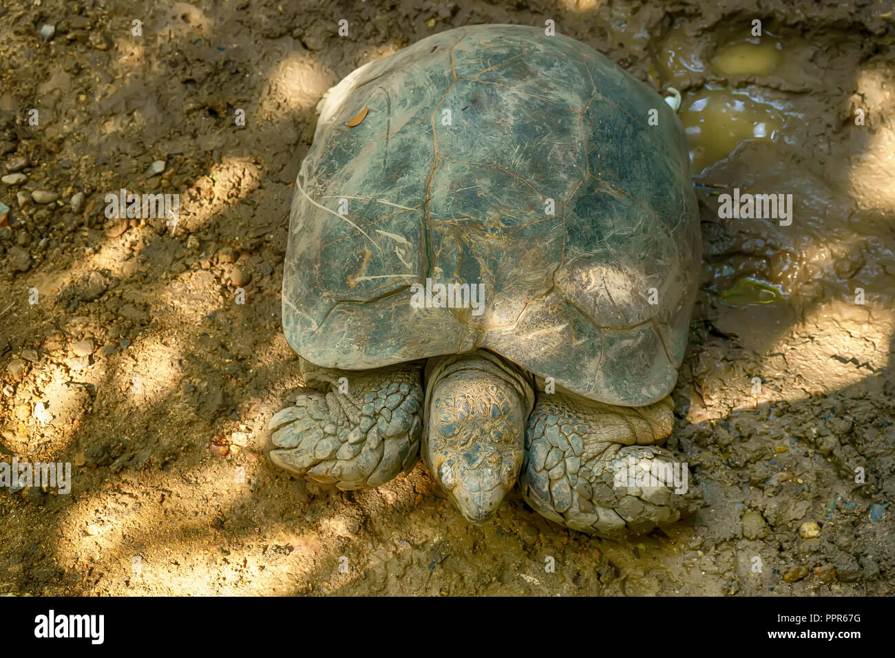 Black tortoise hi-res stock photography and images - Alamy