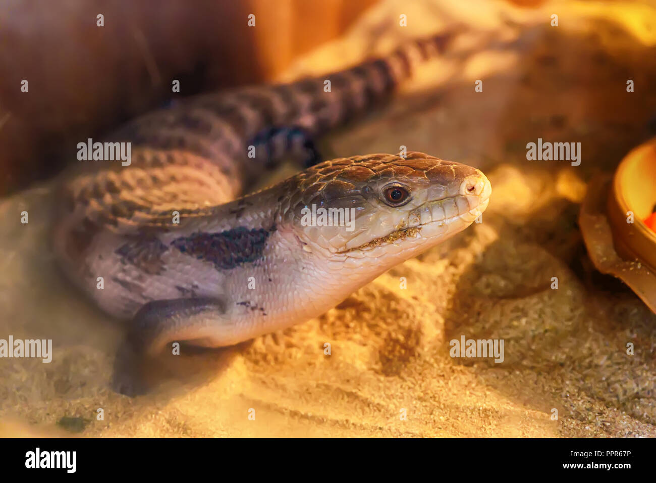 Baby skink hi-res stock photography and images - Alamy