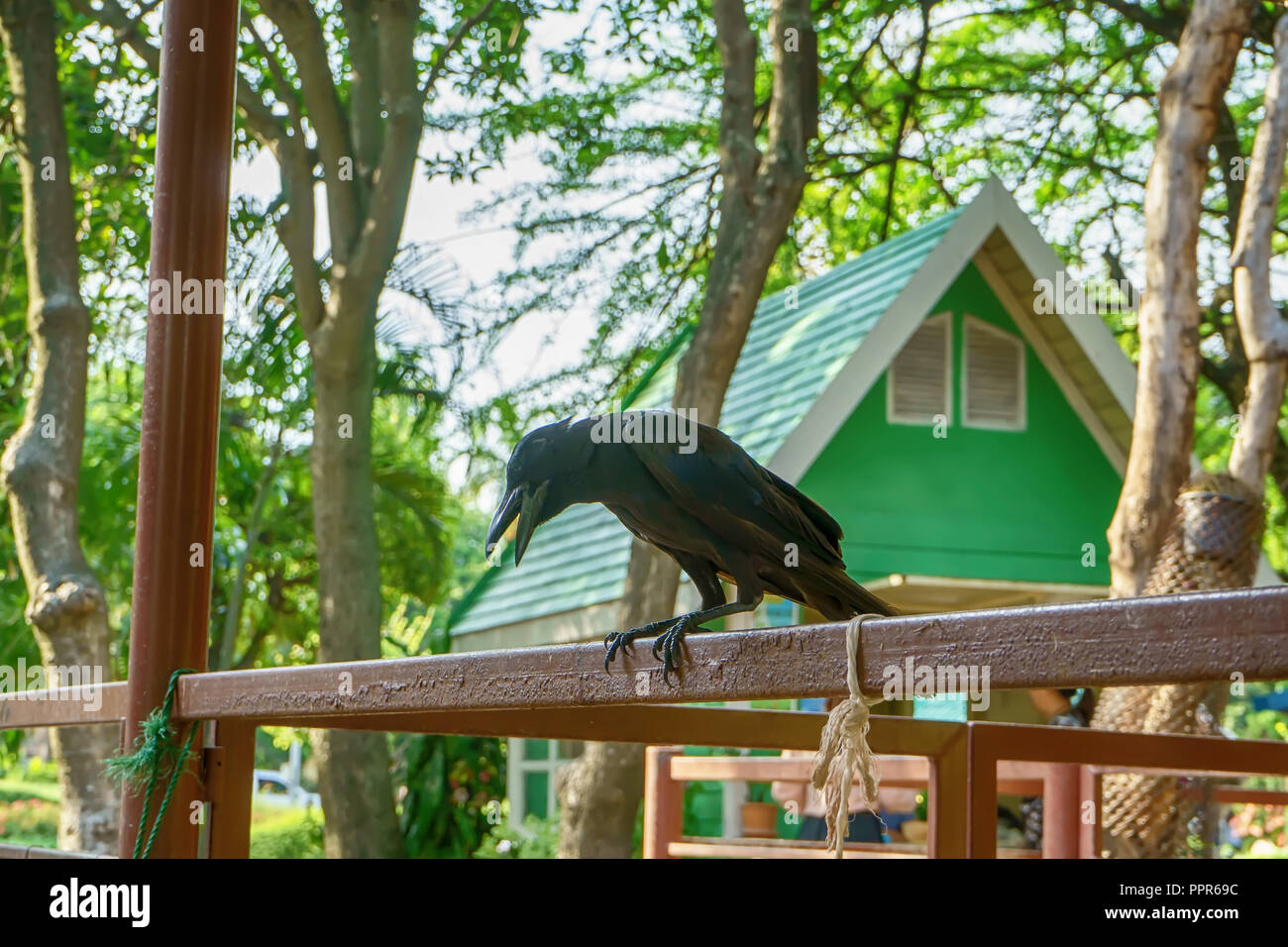 The crow on the steel beams in the park Stock Photo - Alamy
