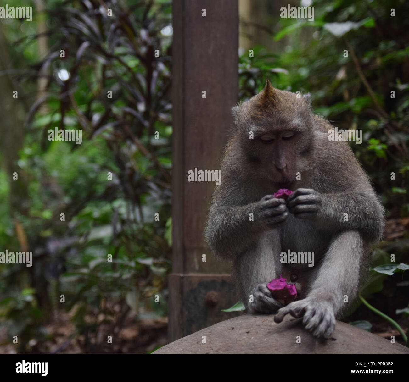 Monkey Eating Fruit