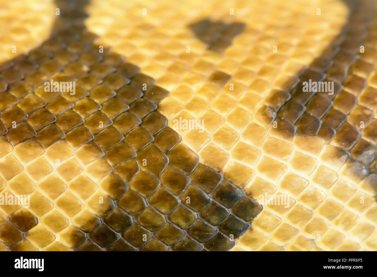 Detailed close up of a Albino burmese python Stock Photo - Alamy