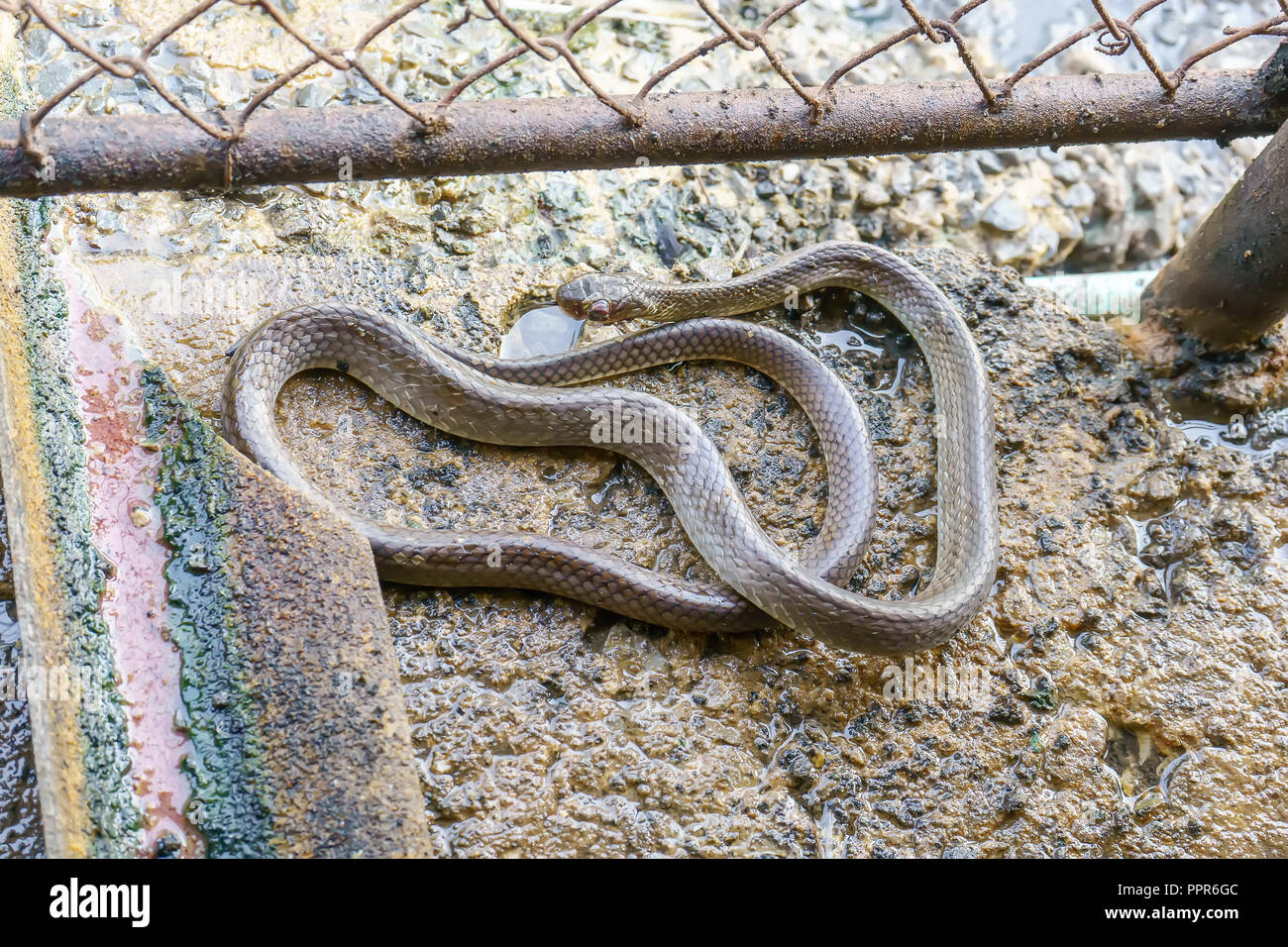 Oriental rat snake into the fence home Stock Photo - Alamy