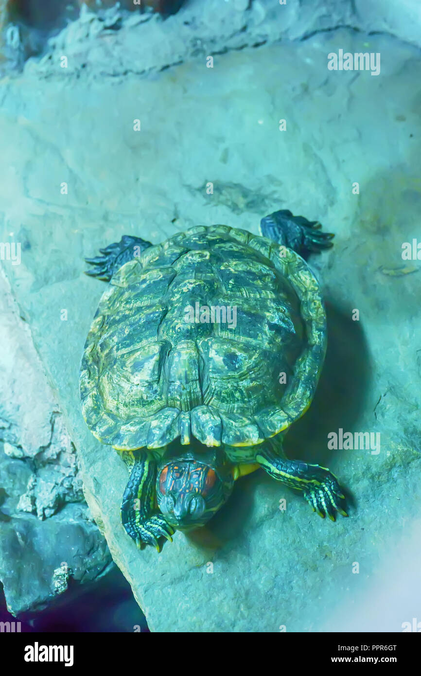 Red-eared slider on the big rock Stock Photo - Alamy
