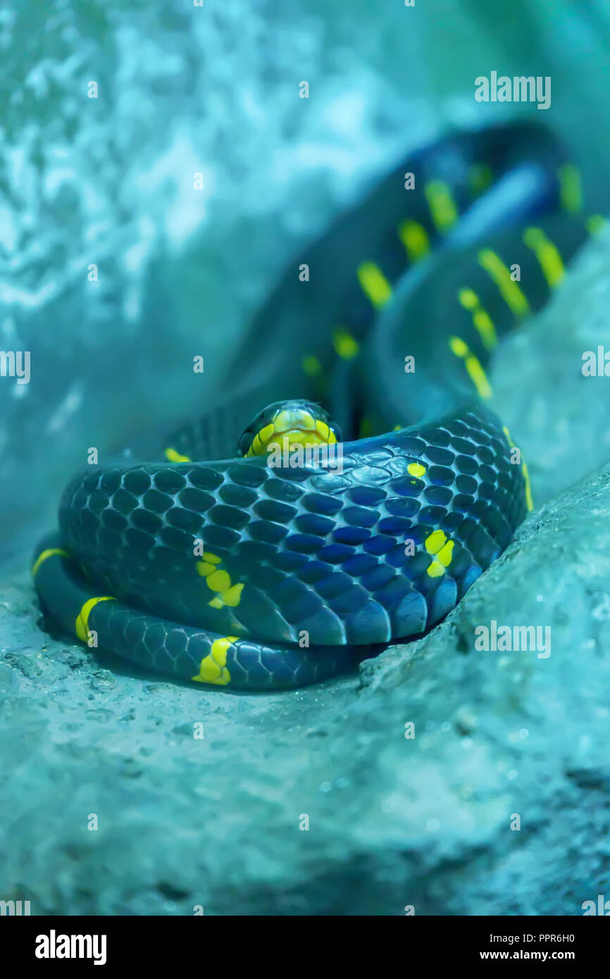 Mangrove snake curve on the big rock Stock Photo - Alamy