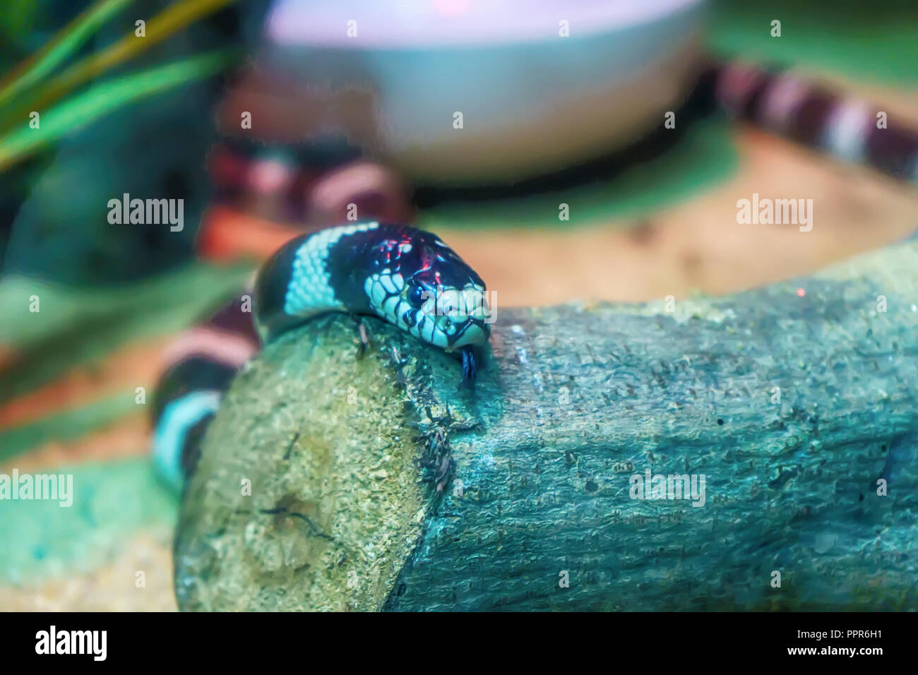 California mountain king snake hi-res stock photography and images - Alamy