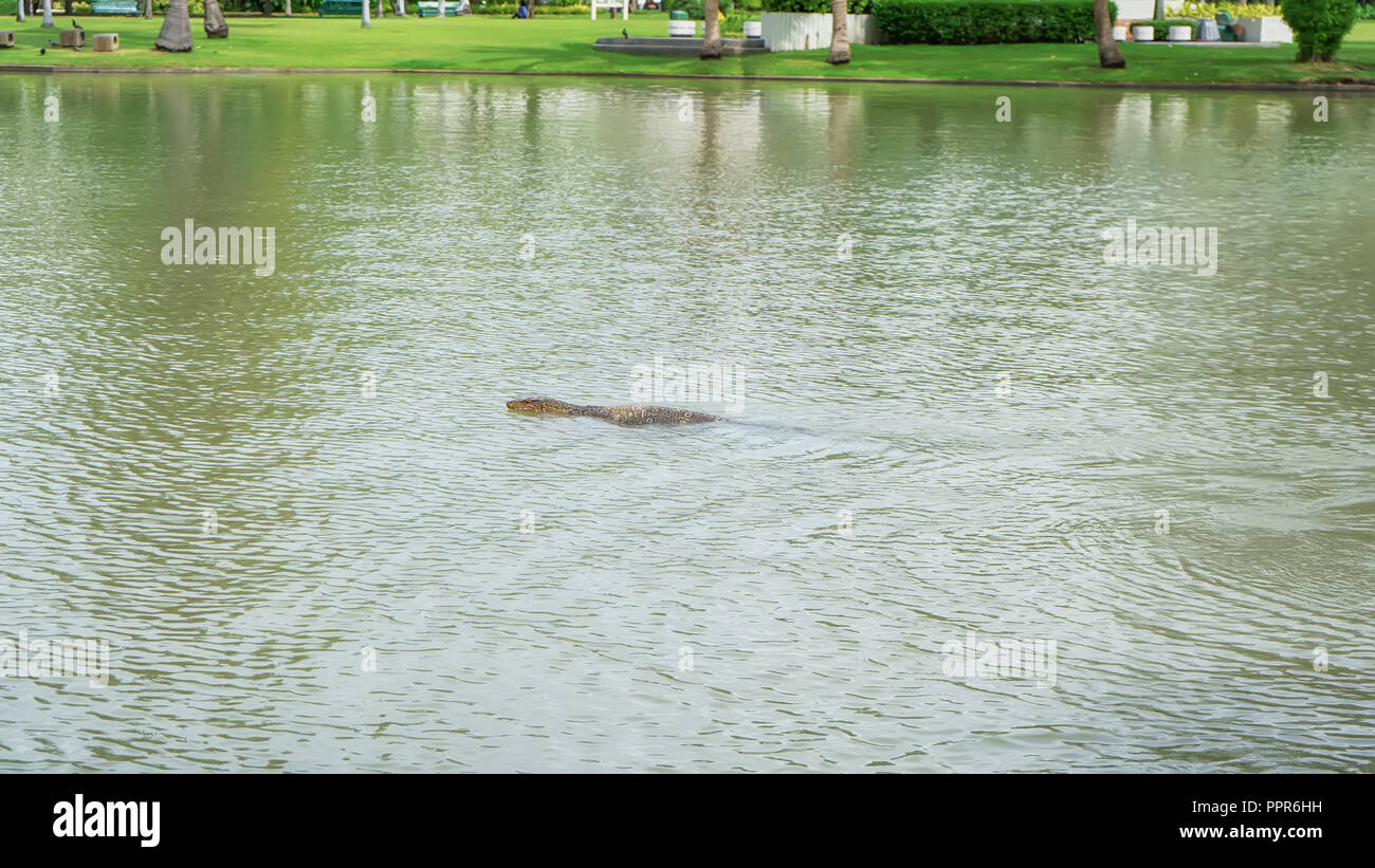 Varanus Salvator is swimming in swamp in the park Stock Photo - Alamy