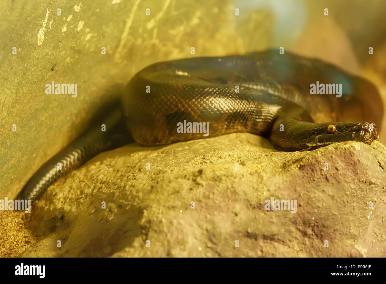 Black tailed python hi-res stock photography and images - Alamy