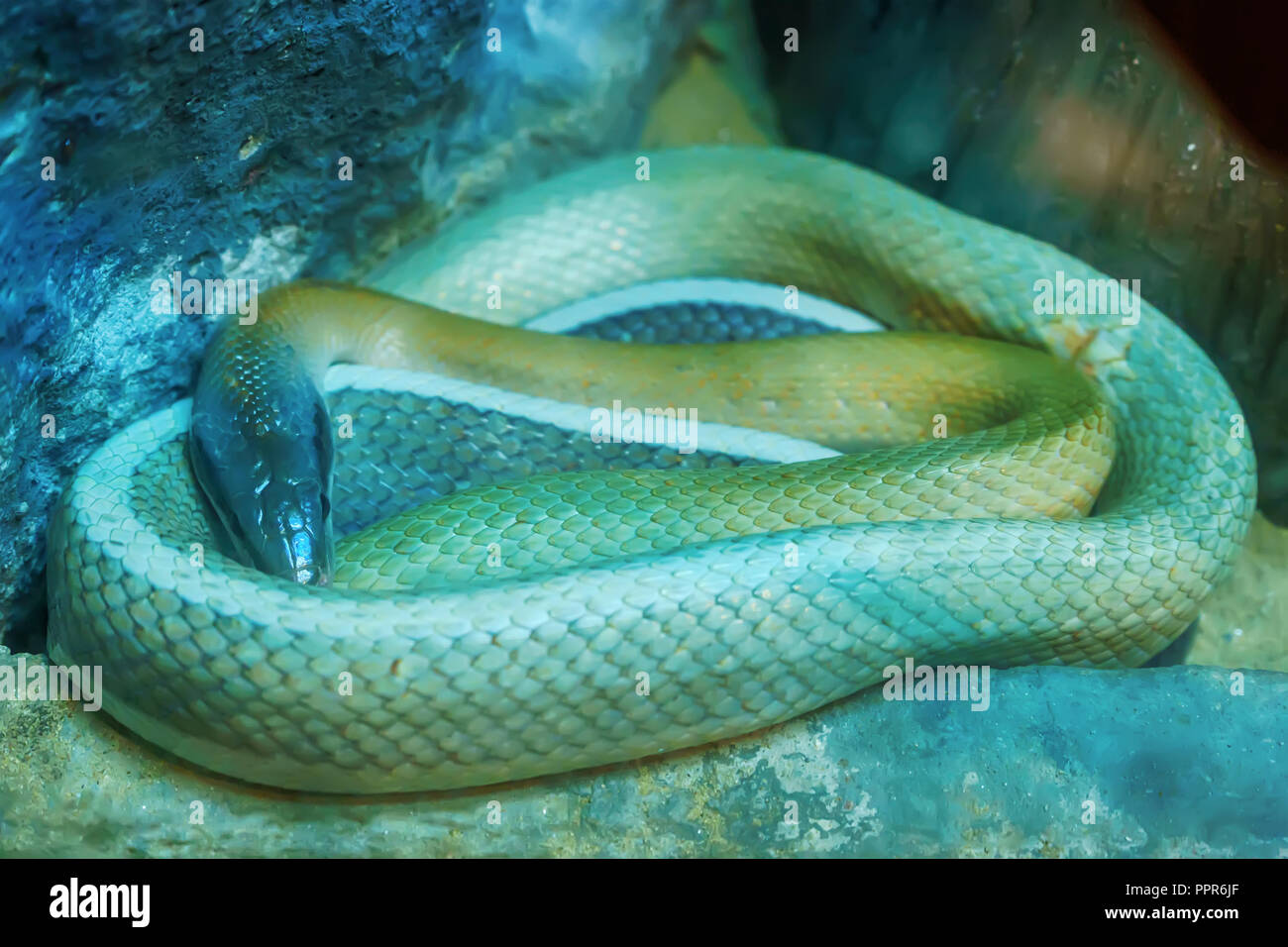 Cave dwelling snake curve on the big rock Stock Photo - Alamy