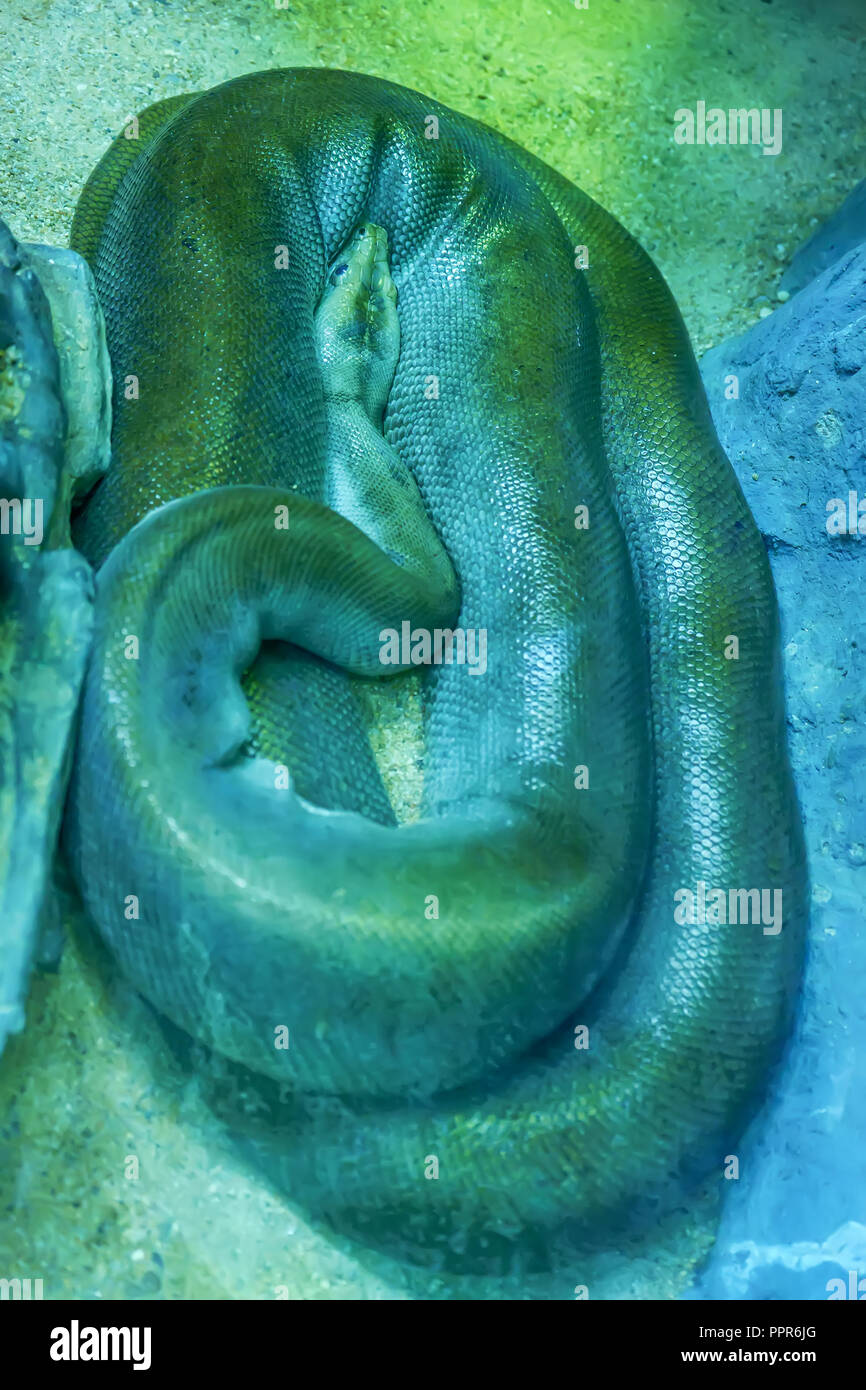 Python strike hi-res stock photography and images - Alamy