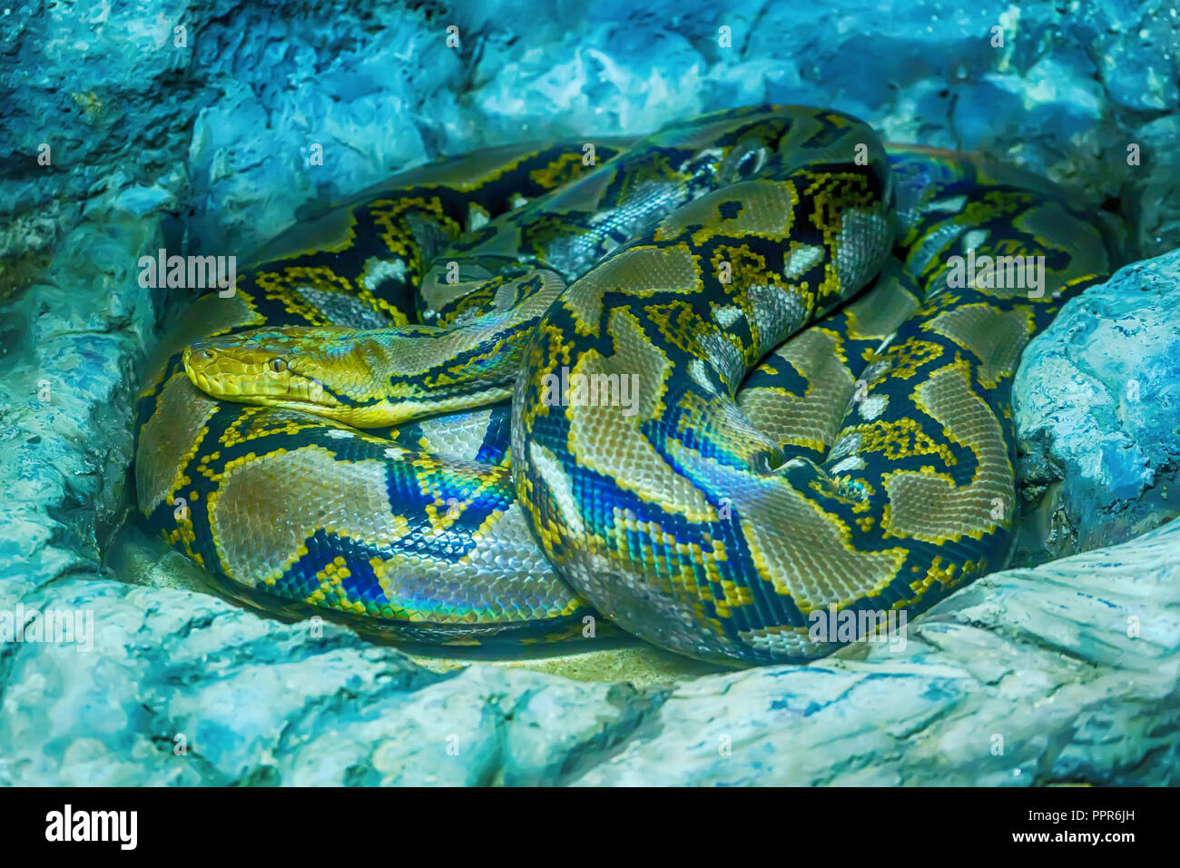 Reticulated python curve on the big rock Stock Photo - Alamy