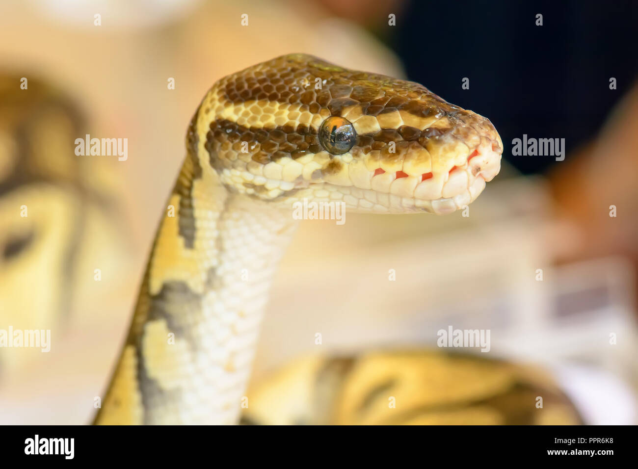Albino burmese python is curled up. Its pet tame Stock Photo - Alamy