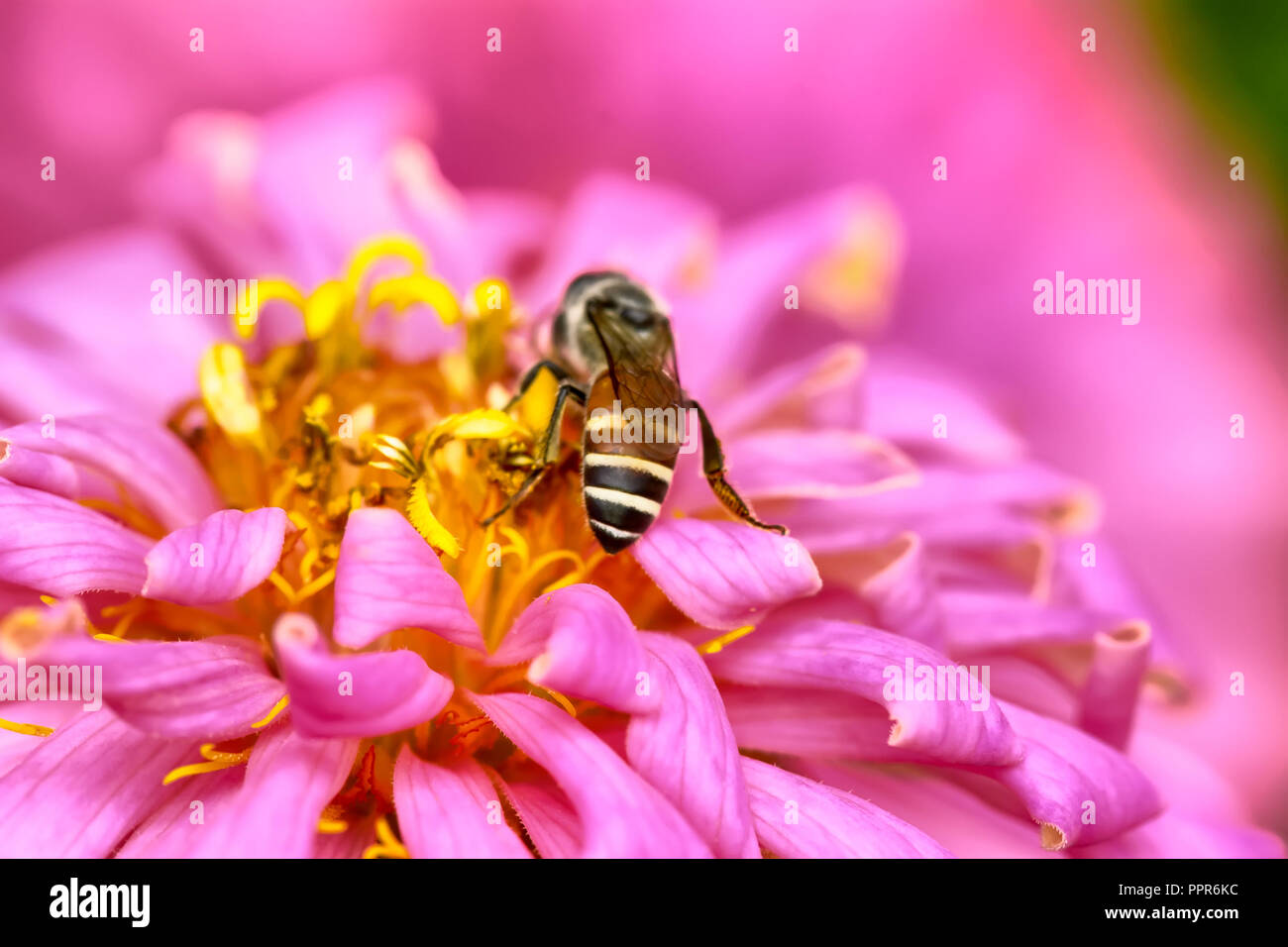 Bee eating pollen from zinnia elegans on a nature background Stock ...