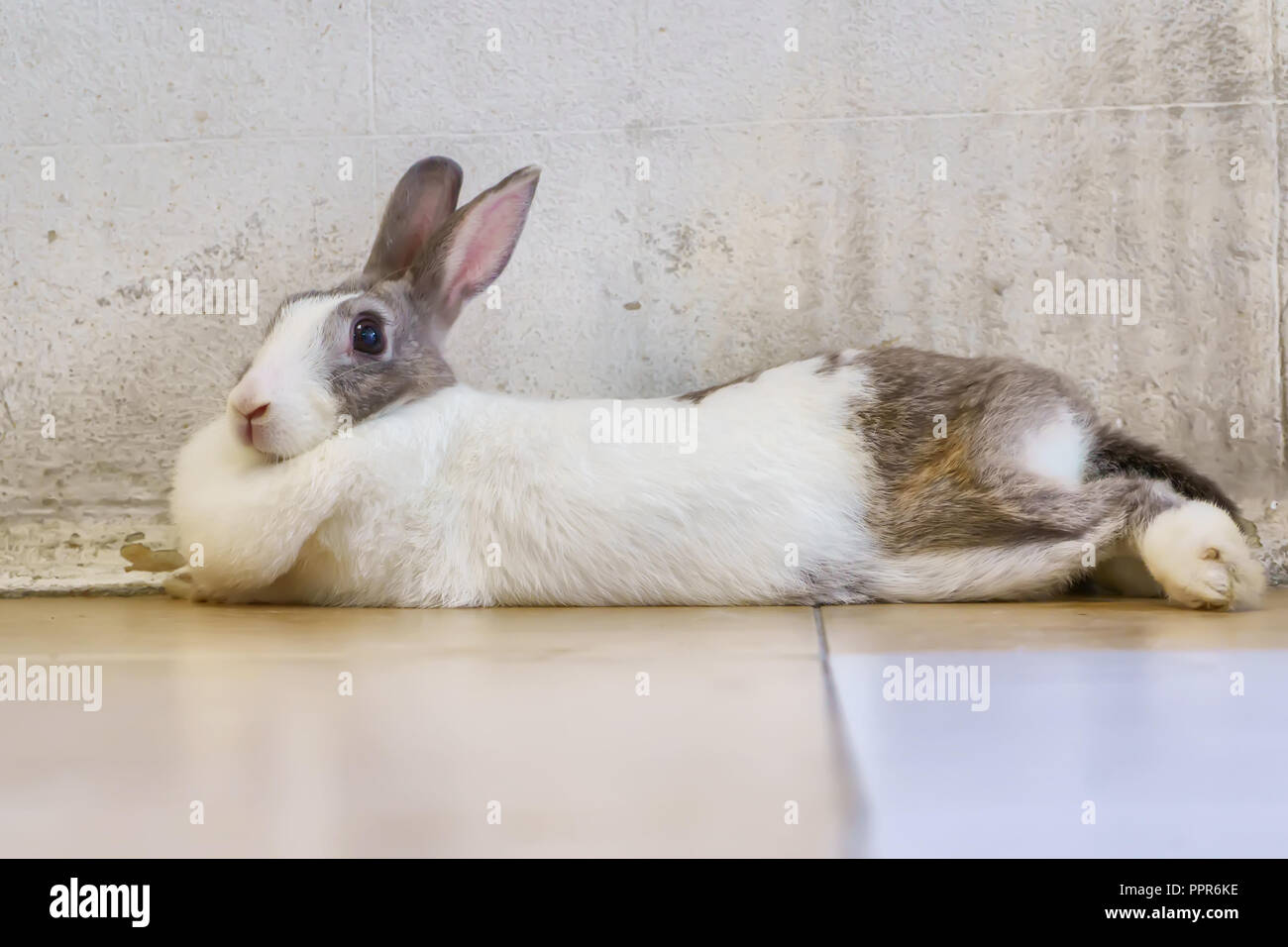 The rabbit lying on the floor tiles Stock Photo - Alamy