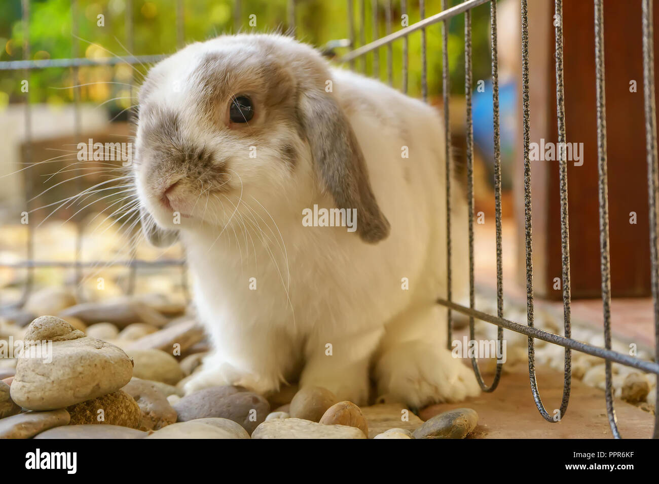 The rabbit are sitting in the rock gardens Stock Photo - Alamy