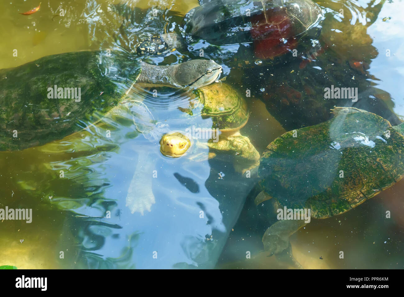 American pond turtle family hi-res stock photography and images - Alamy