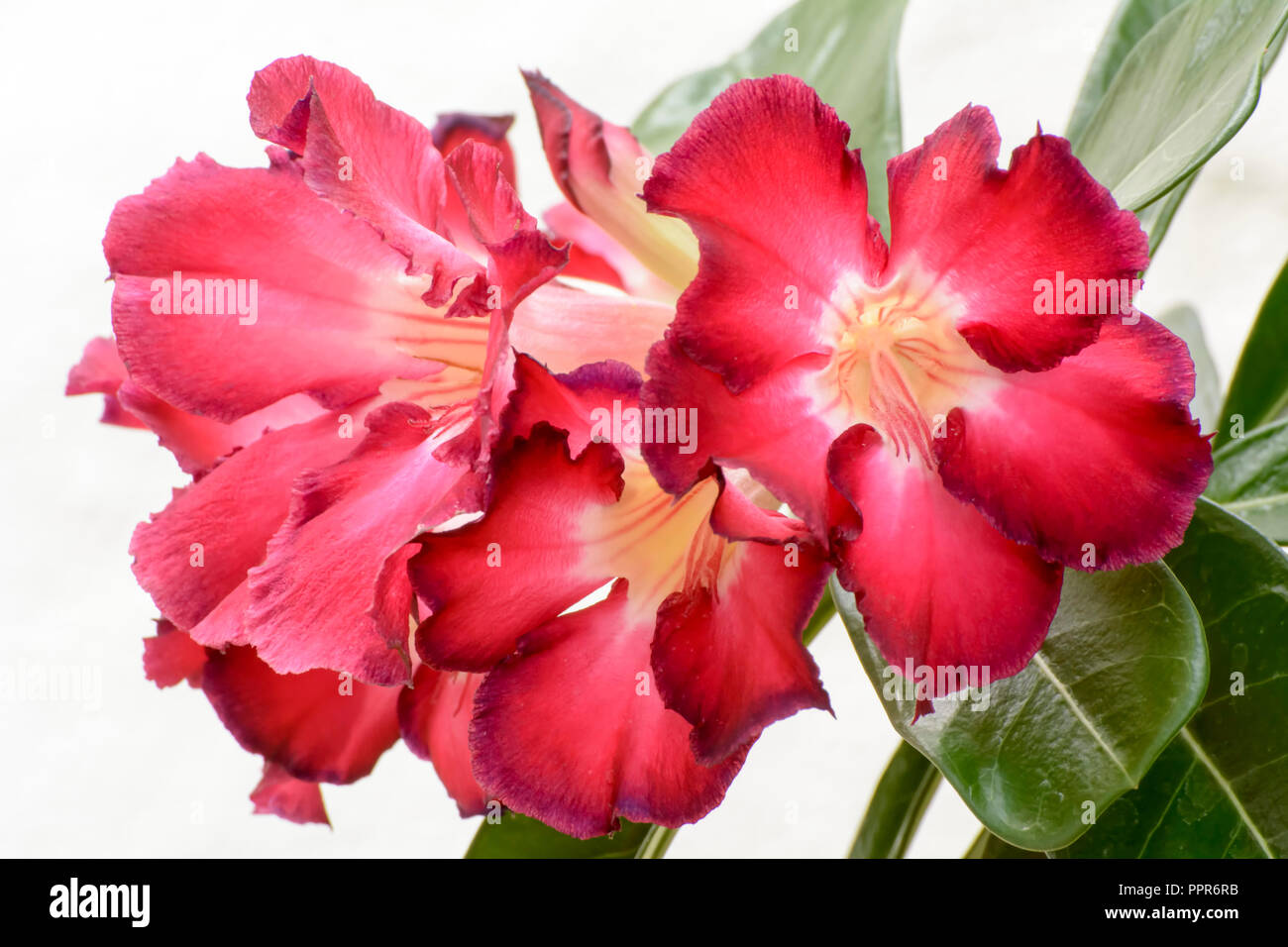 Desert Rose is a bright-colored flowers. Desert Roses are Thai Flower ...