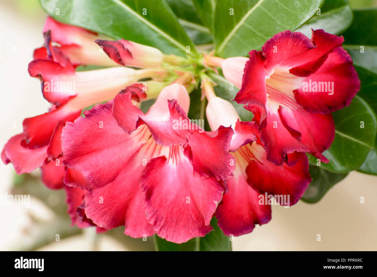 Desert Rose is a bright-colored flowers. Desert Roses are Thai Flower ...