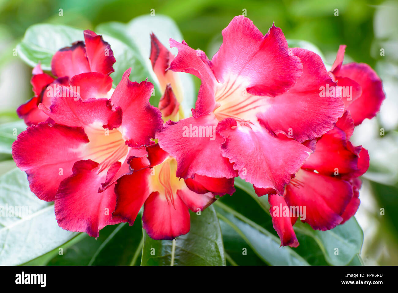 Desert Rose is a bright-colored flowers. Desert Roses are Thai Flower ...