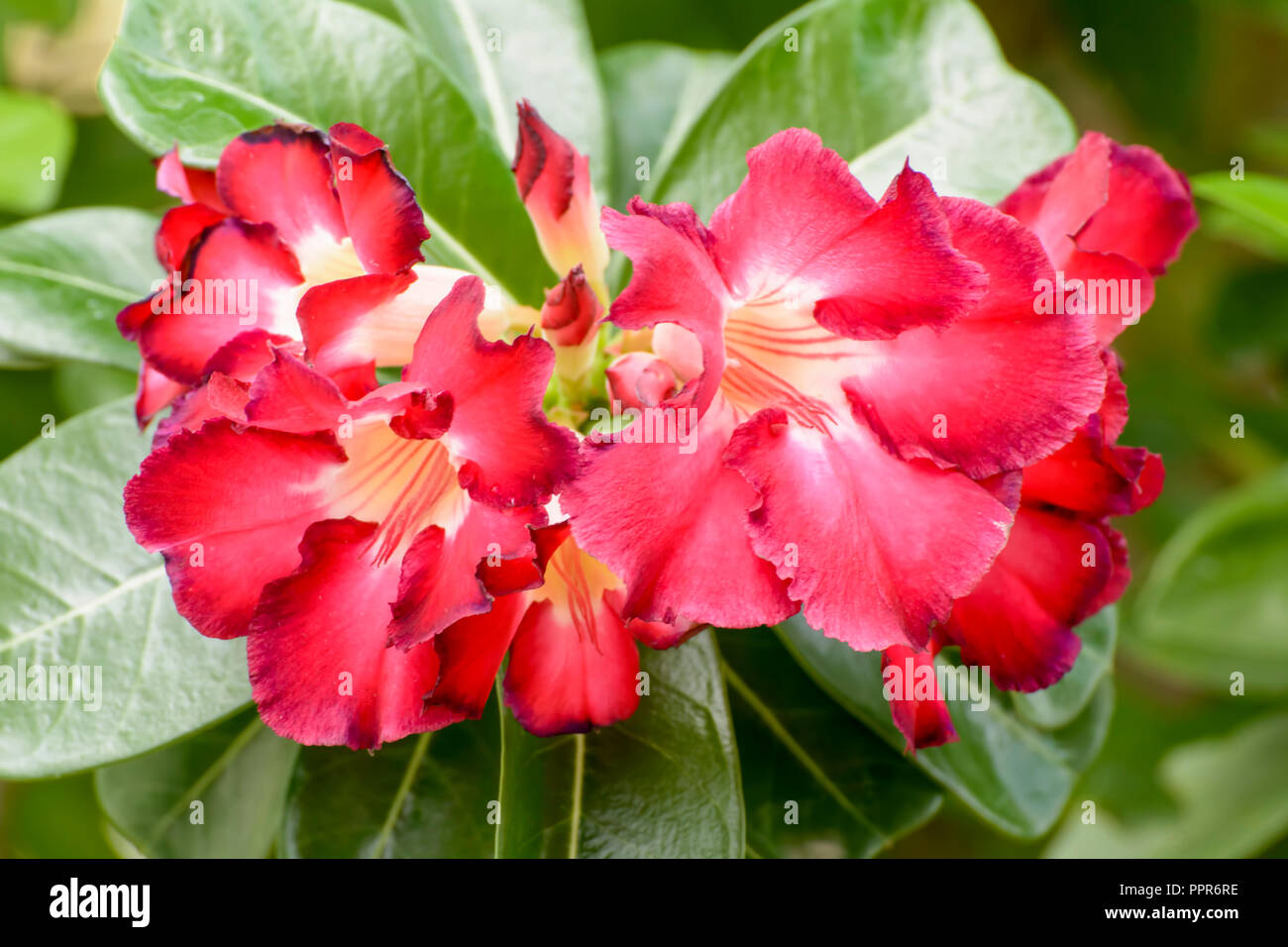 Rose bright and breezy hi-res stock photography and images - Alamy