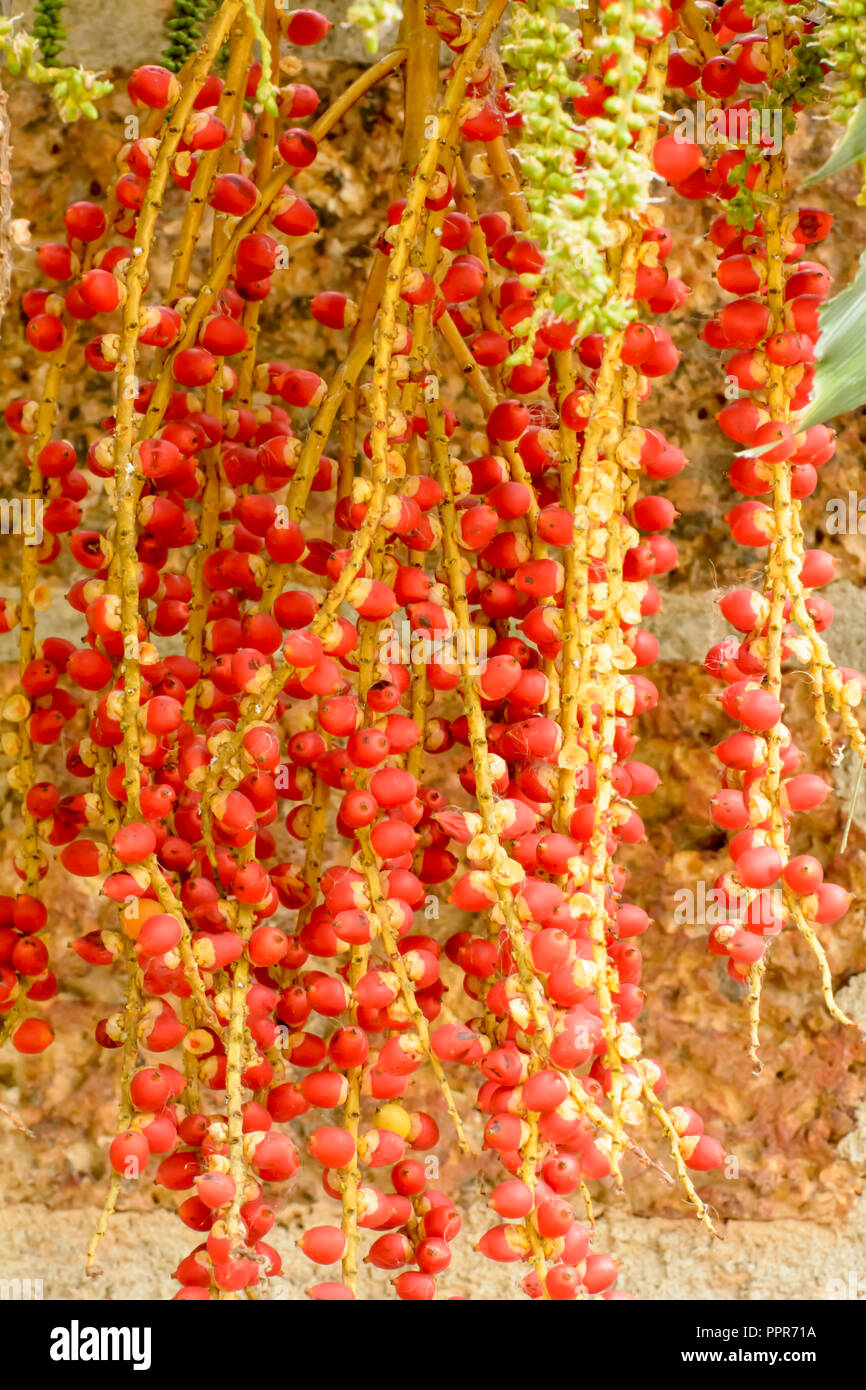 Areca catechu is a species of palm which grows in much of the tropical ...