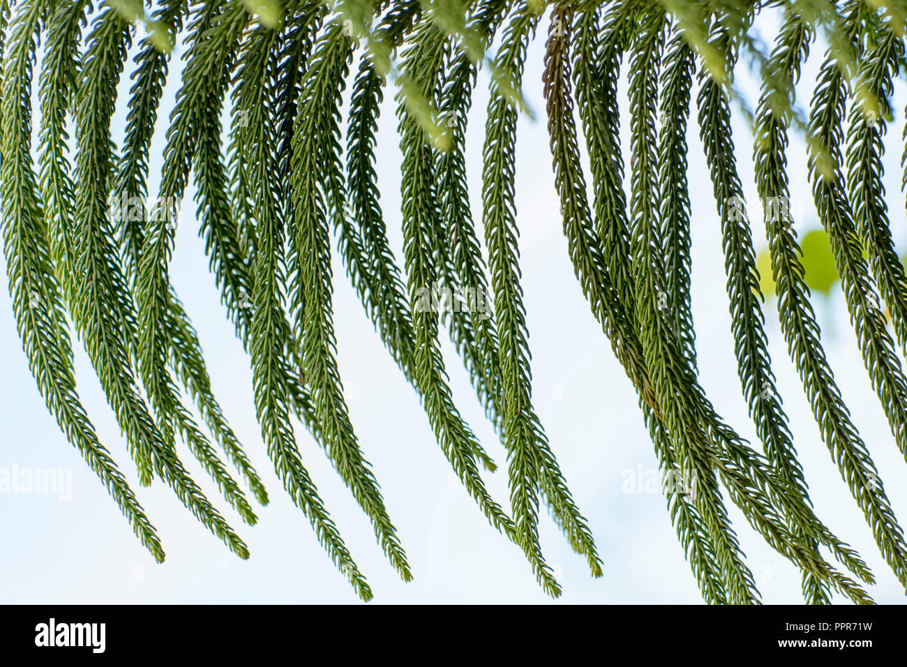 Araucaria heterophylla or star pine triangle tree or living Christmas ...