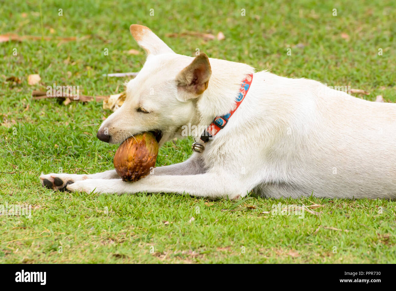 Do Dogs Like Coconut