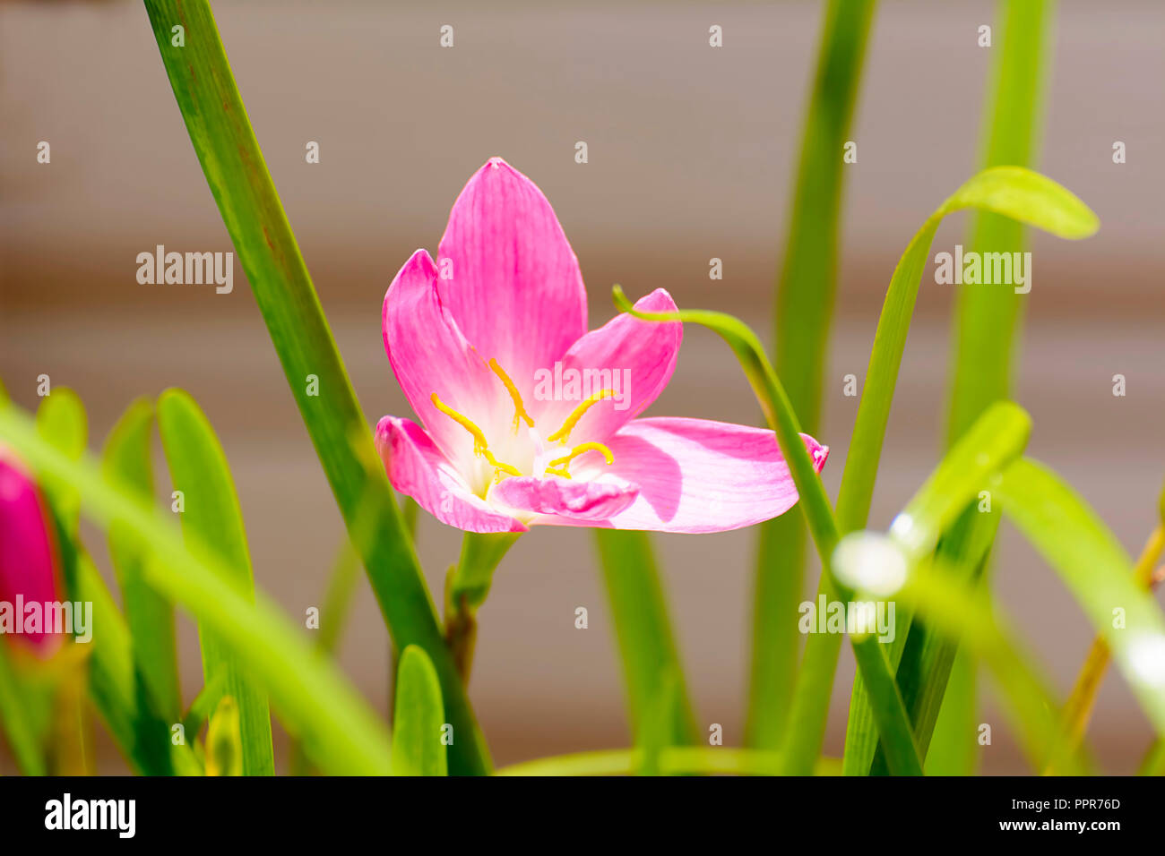 Zephyranthes carinata, commonly known as the rosepink zephyr lily or ...