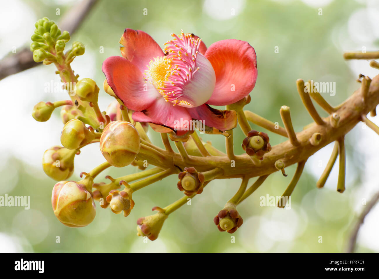 Couroupita guianensis, known by several common names, including ...