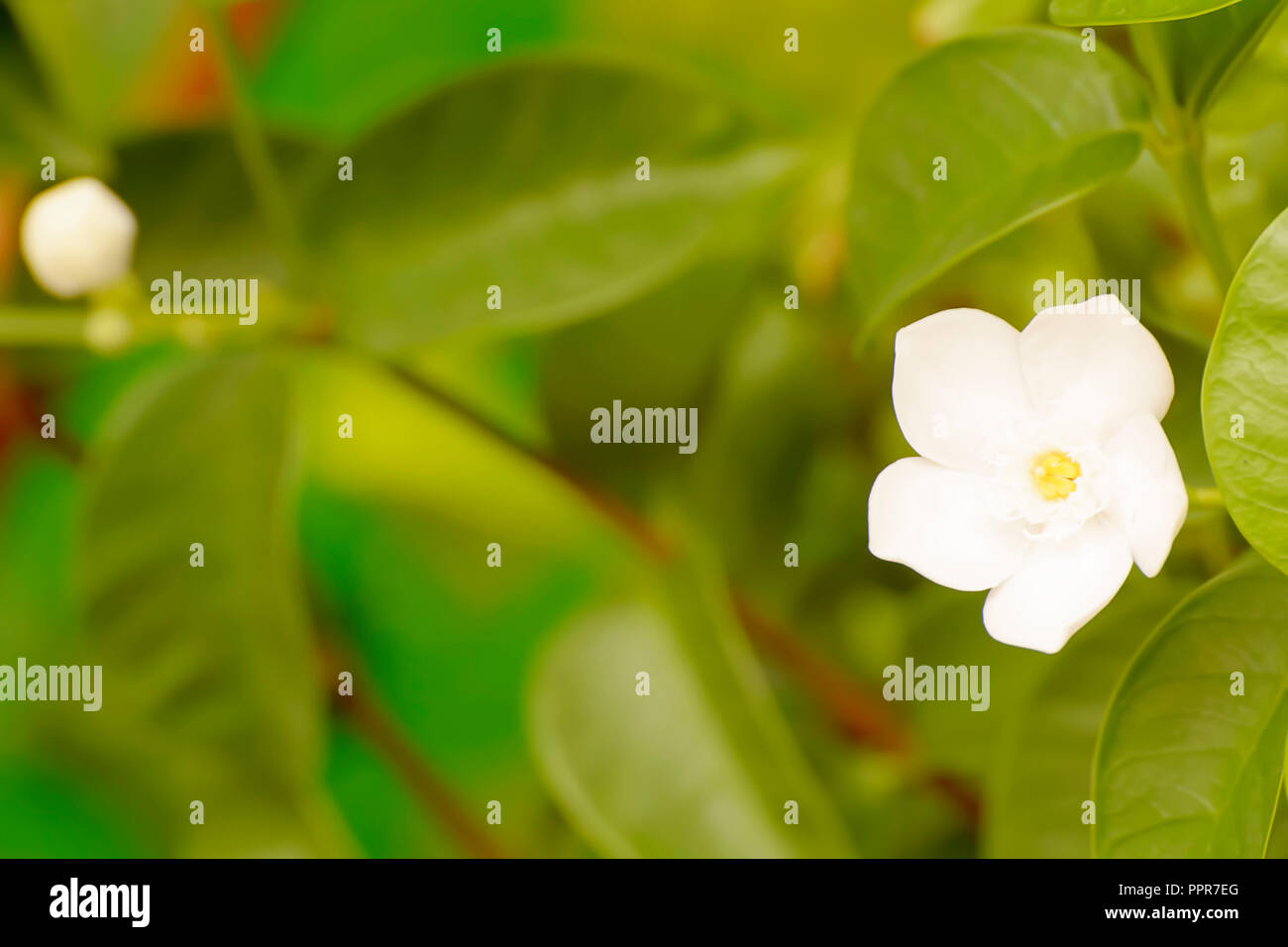 Forest Jasmine, they are a bright white with pink fringes Stock Photo ...
