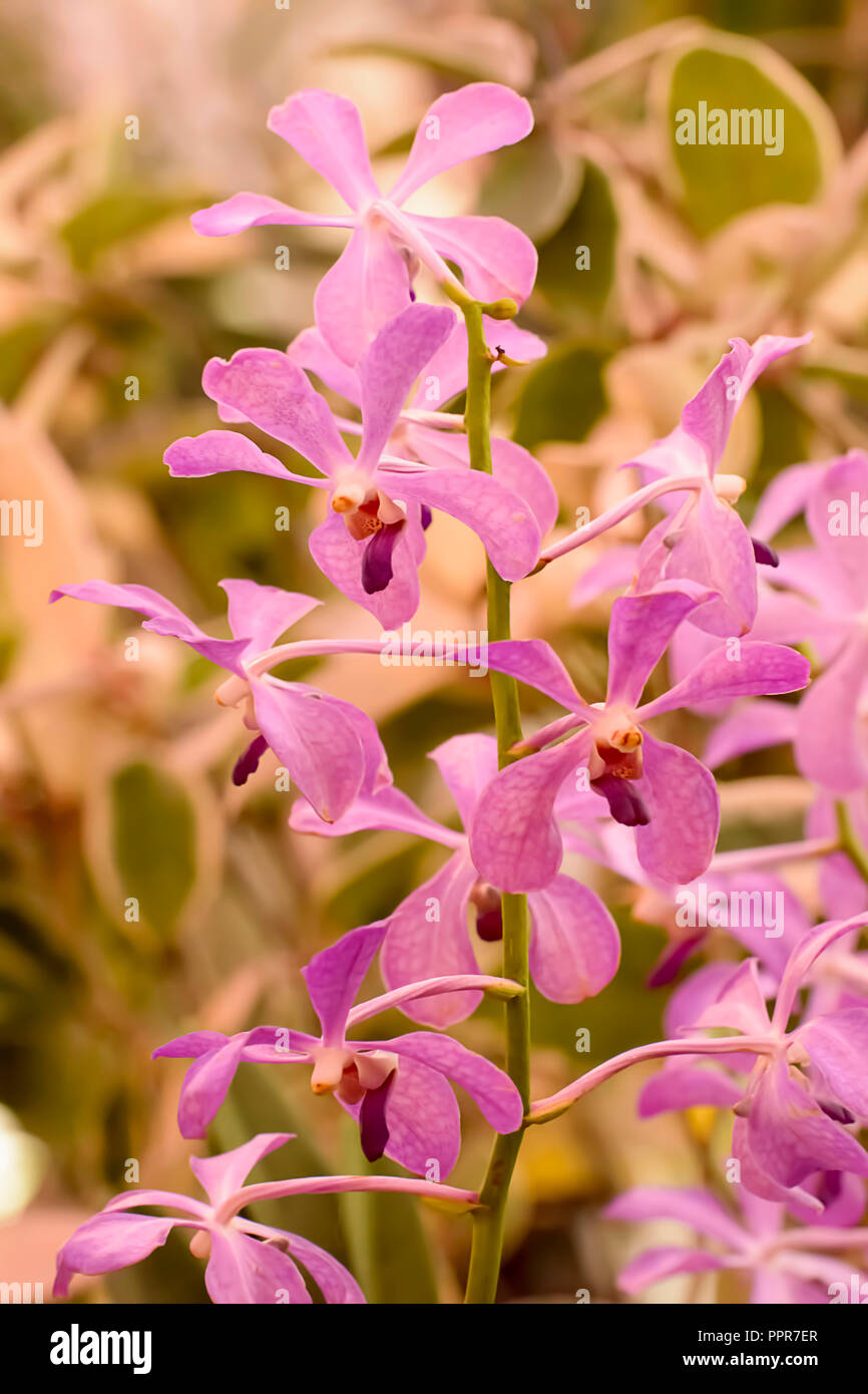 Orchidaceae is a diverse and widespread family of flowering plants ...
