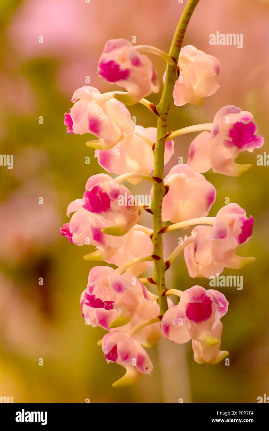 Orchidaceae is a diverse and widespread family of flowering plants ...