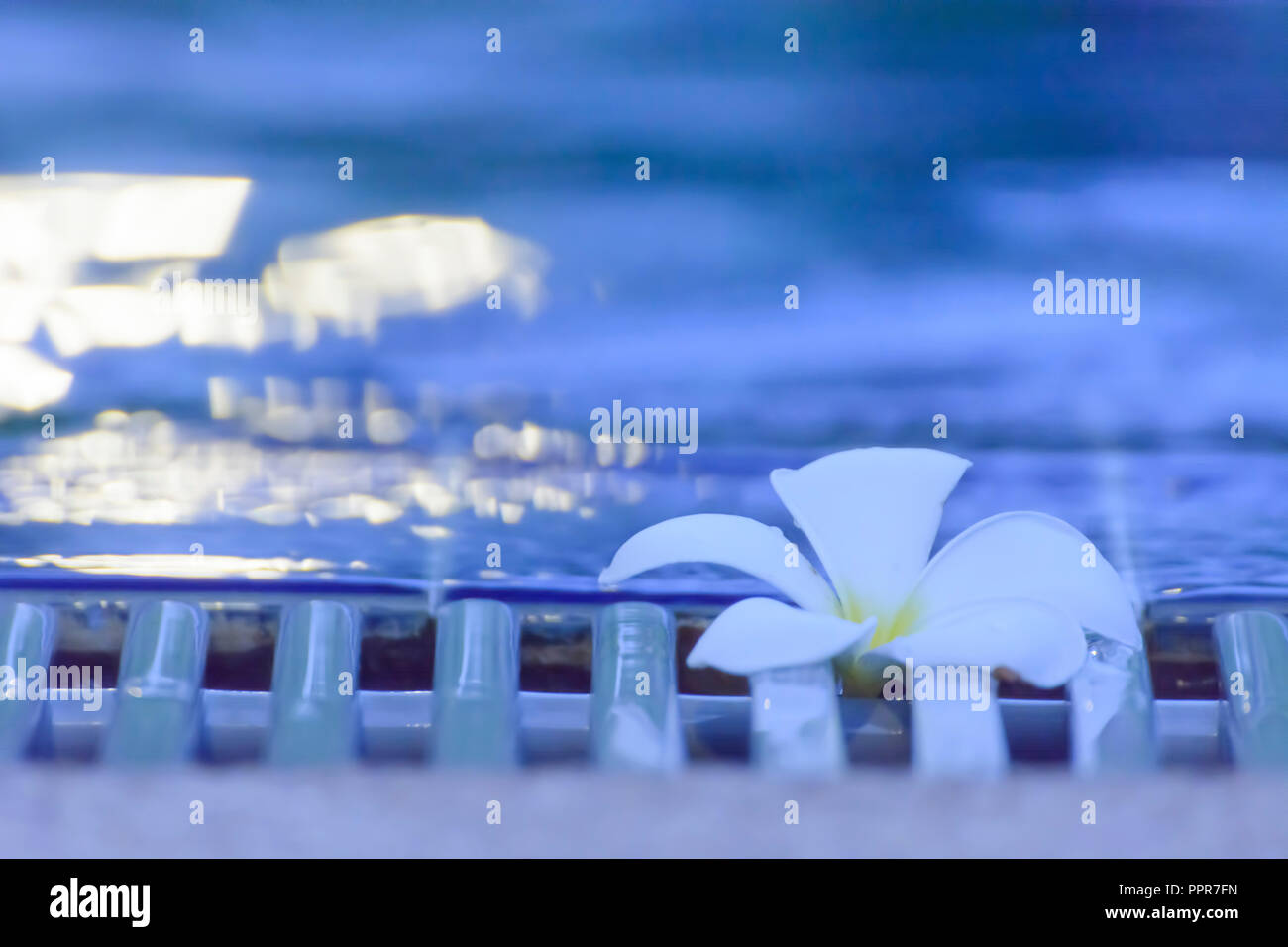 Plumeria flowers are most fragrant at night. it contains primarily ...