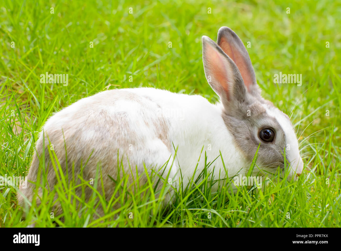 Rabbits are small mammals. Bunny is a colloquial name for a rabbit ...