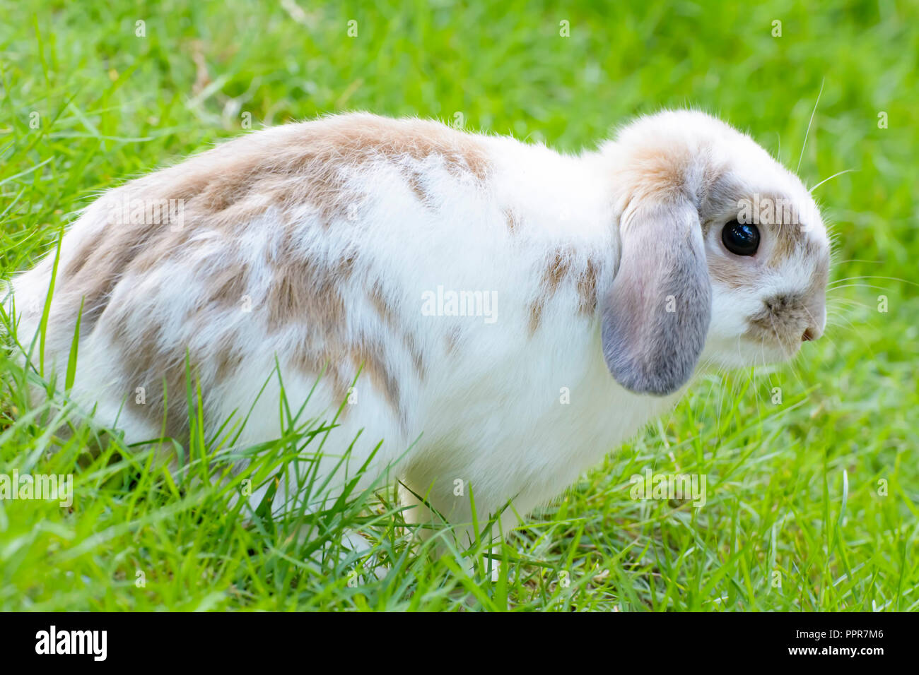 Rabbits are small mammals. Bunny is a colloquial name for a rabbit ...