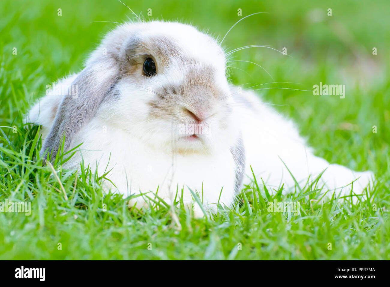 Rabbits are small mammals. Bunny is a colloquial name for a rabbit ...