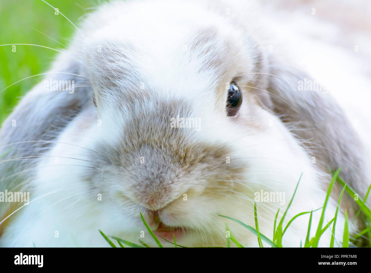 Rabbits are small mammals. Bunny is a colloquial name for a rabbit ...