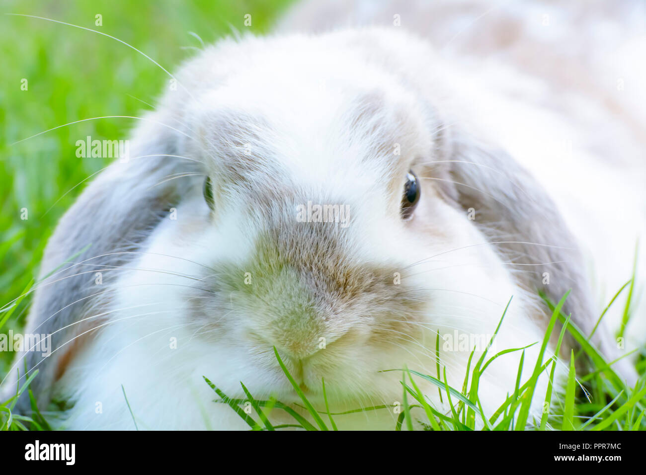Rabbits are small mammals. Bunny is a colloquial name for a rabbit ...