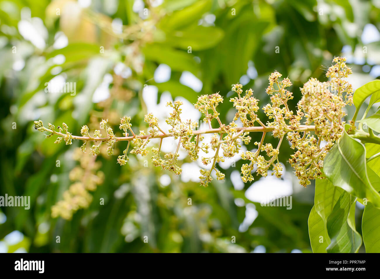 Long panicles of flowers hi-res stock photography and images - Alamy