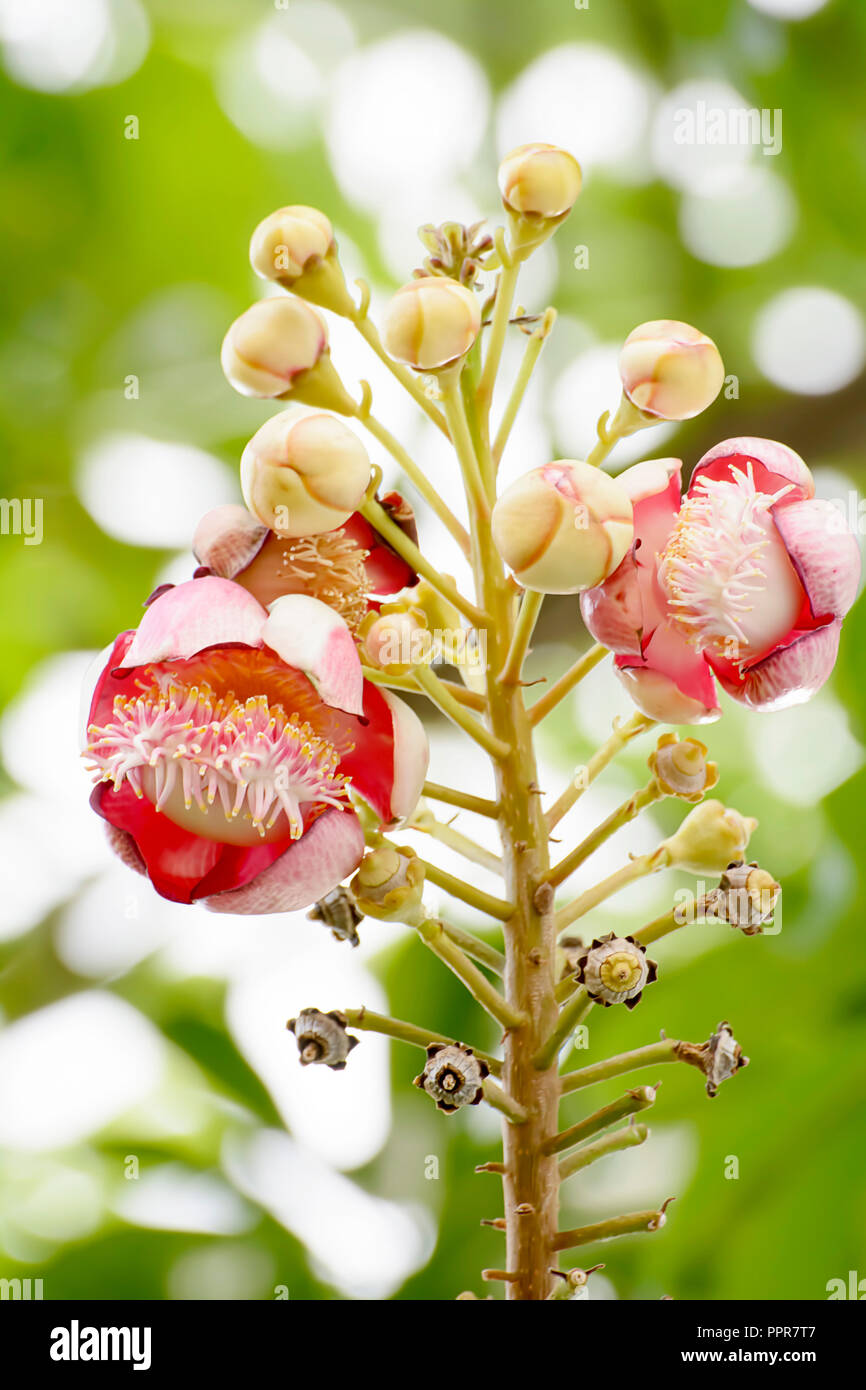 Couroupita guianensis, known by several common names, including ...