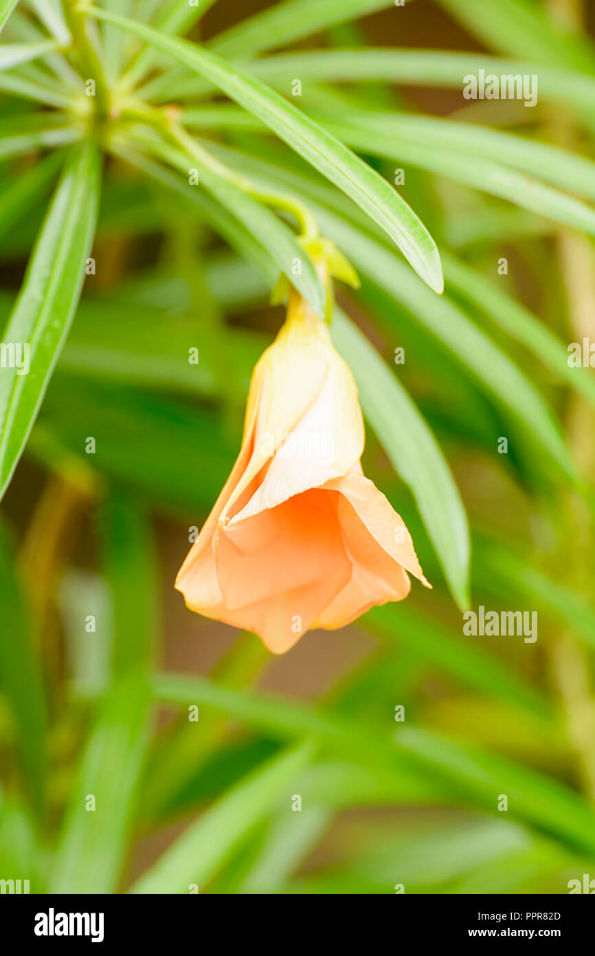 Cascabela or yellow oleander or Lucky nut or Cascabela thevetia is a ...